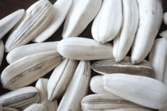 White Sunflower Seeds